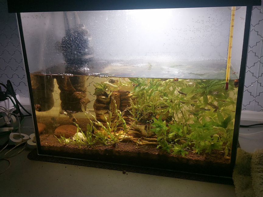 Аквариум с рыбками и улитками