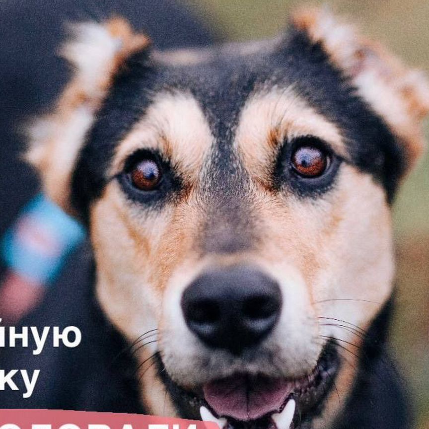 Взрослая собака в добрые руки