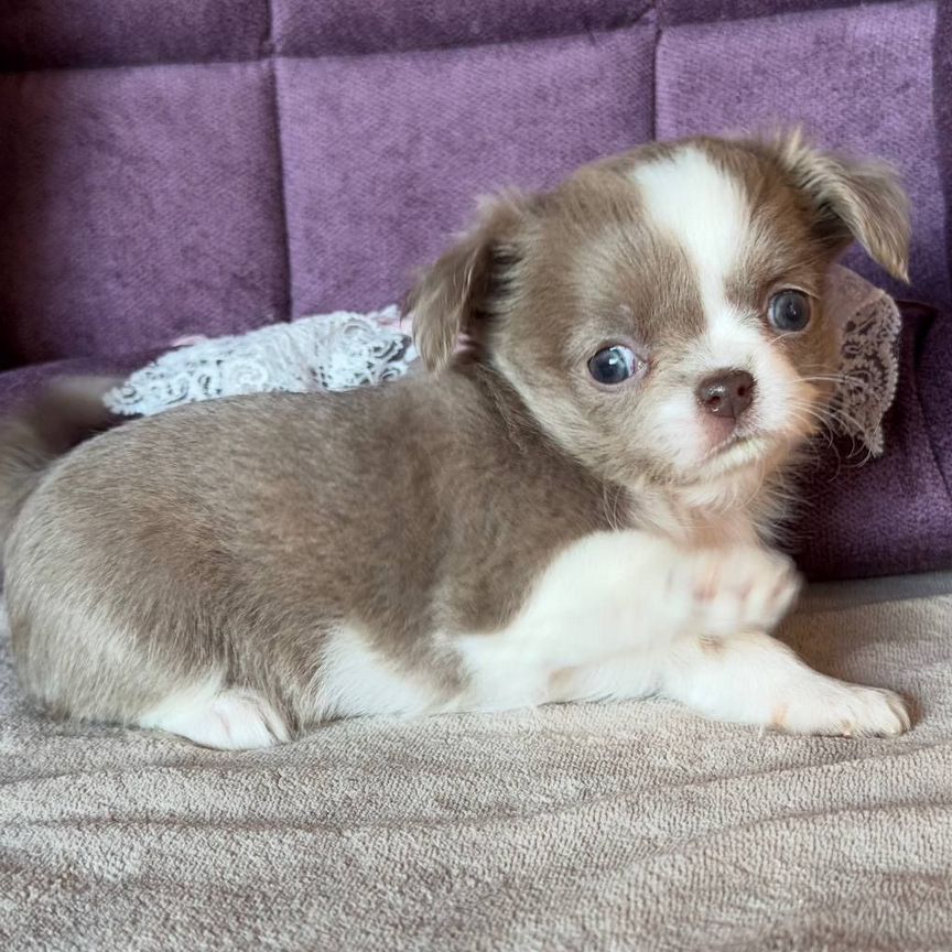 Чихуахуа, щенок