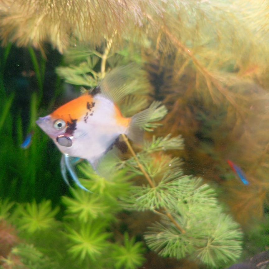Аквариумные рыбки