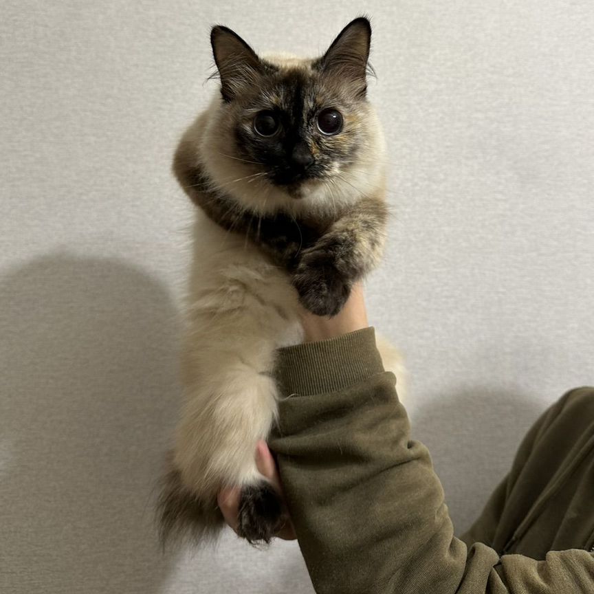 Отдам в добрые руки кошку