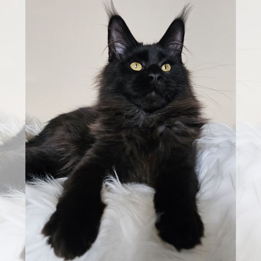 Мейн-кун котёнок