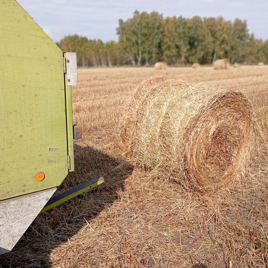 Солома гречка