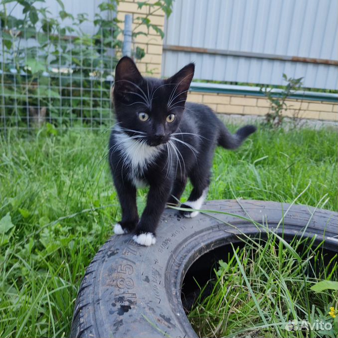 Милый котенок ищит дом