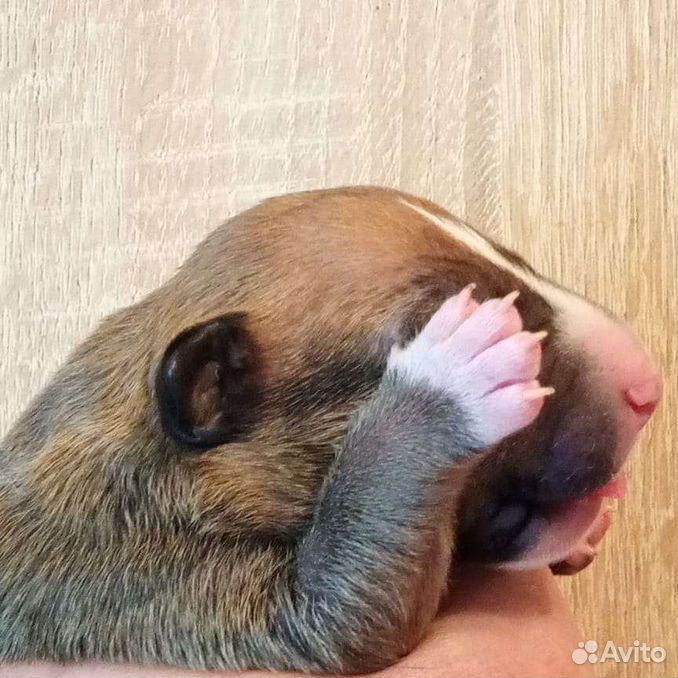 Шикарный мальчик стандартного бультерьера