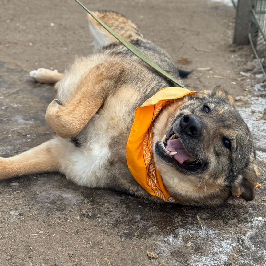 Собака из приюта Некрасовка