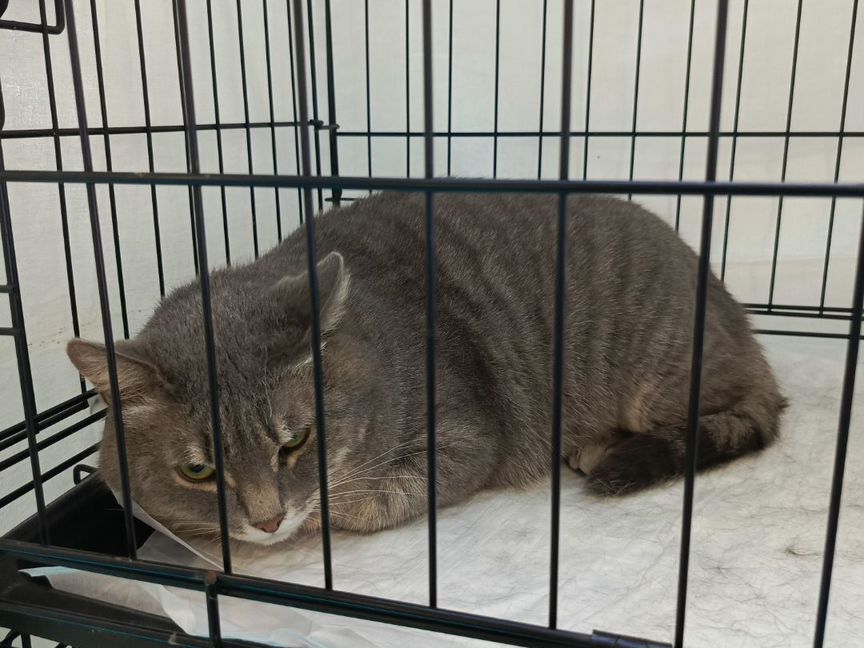 Кот