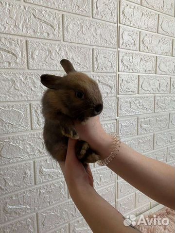 Декоративный крольчонок