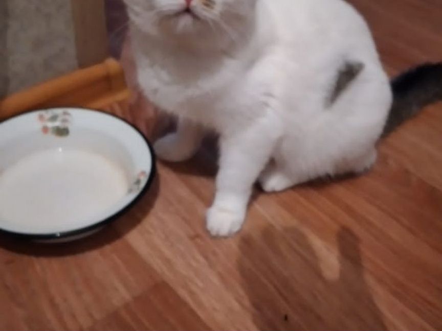 Котёнок подросток