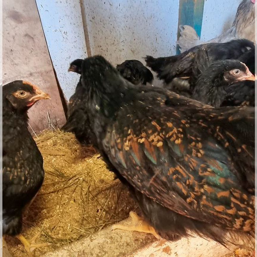 Цыплята барневельдер. От 1 месяца