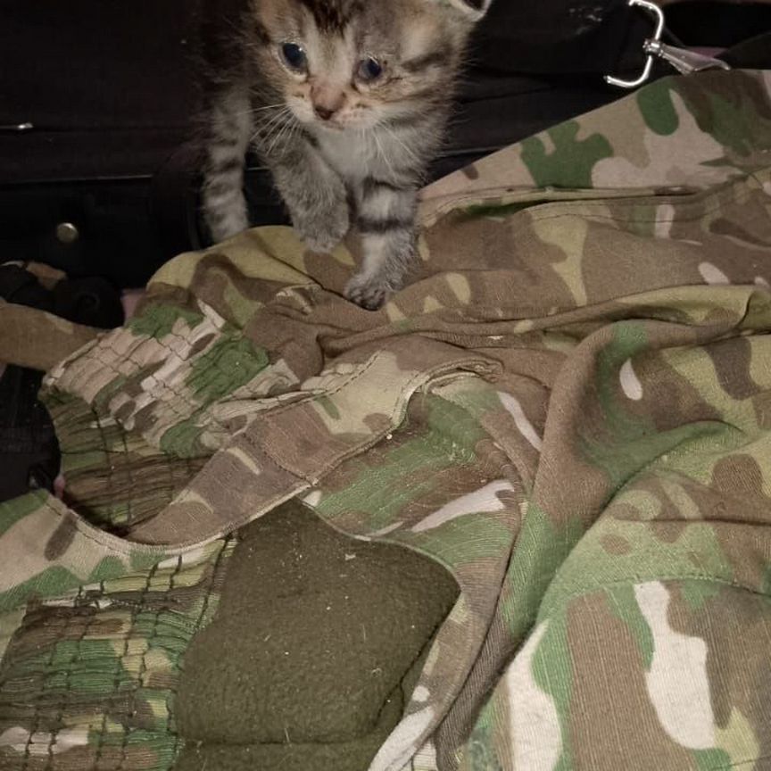 Вислоухие котята в добрые руки
