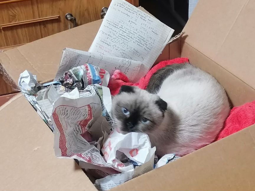 Нашлась Сиамская вислоухая кошка