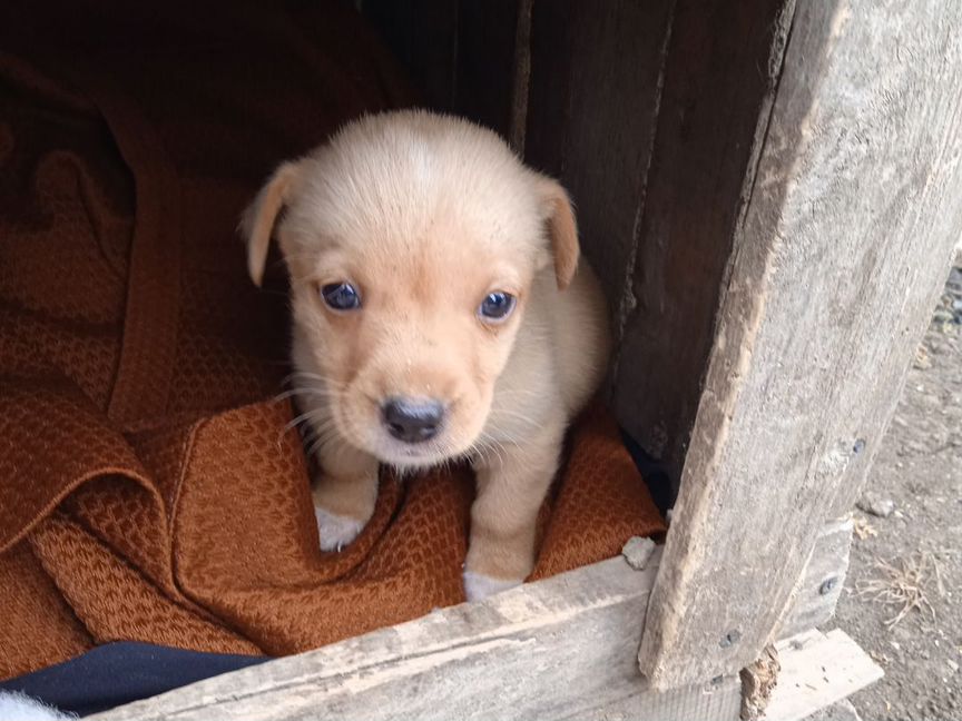Собака в добрые руки отдам бесплатно