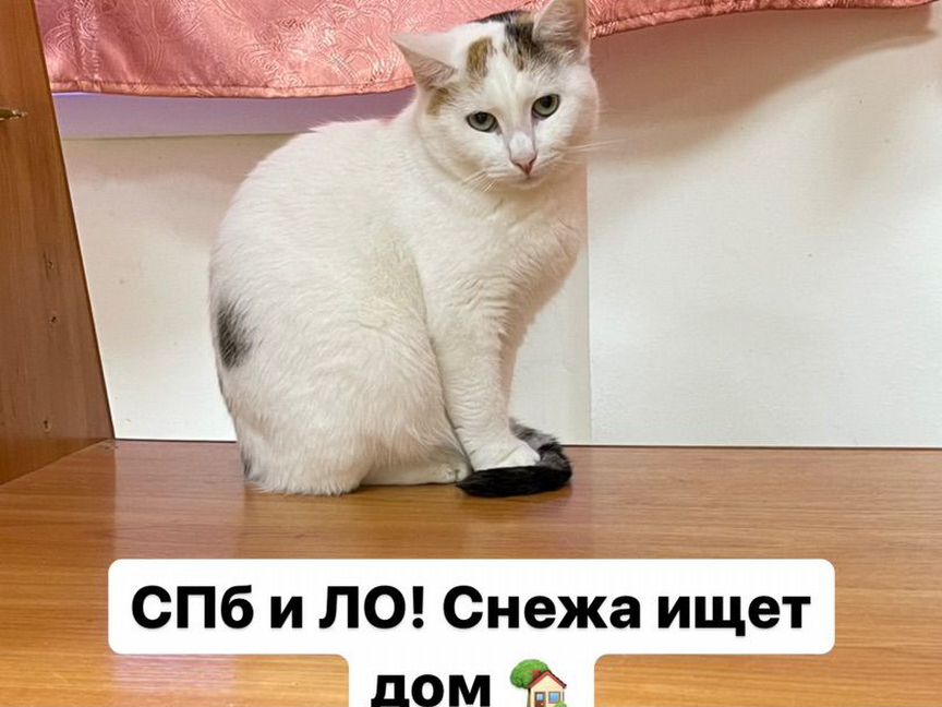 Кошка ищет дом, грозит улица