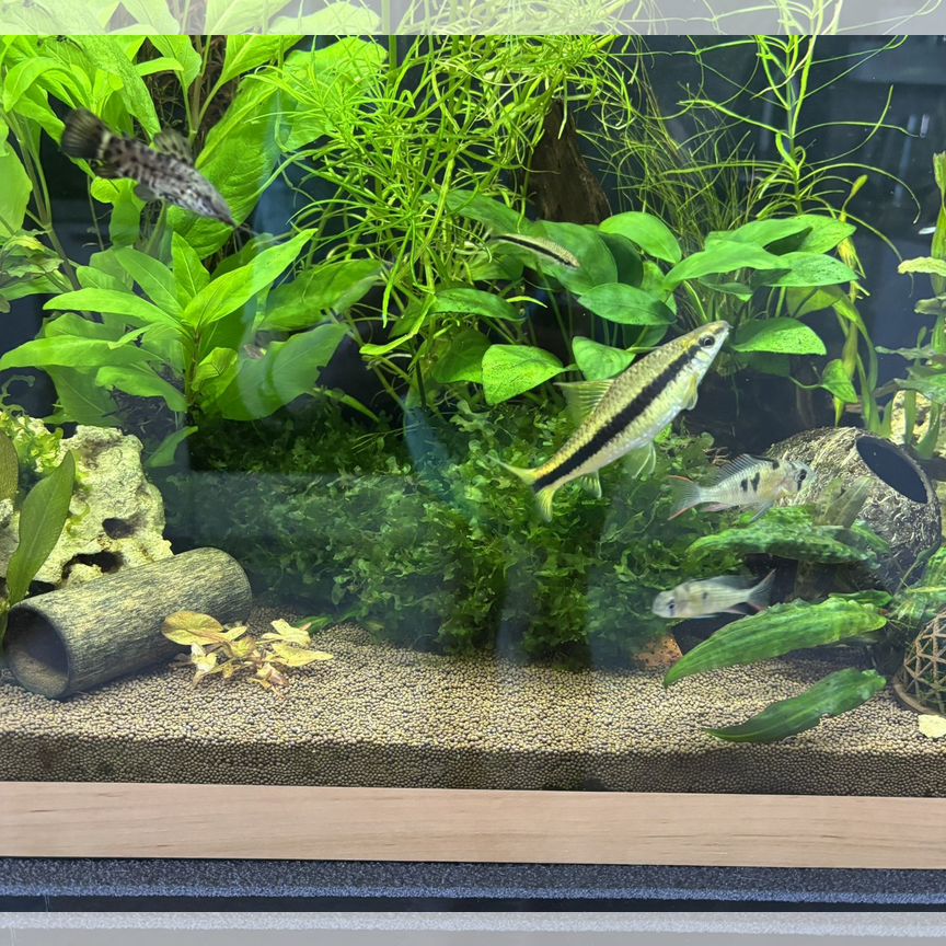 Аквариумное растение ломариопсис