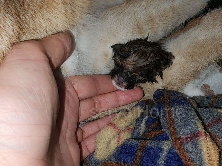 Котенок каракал