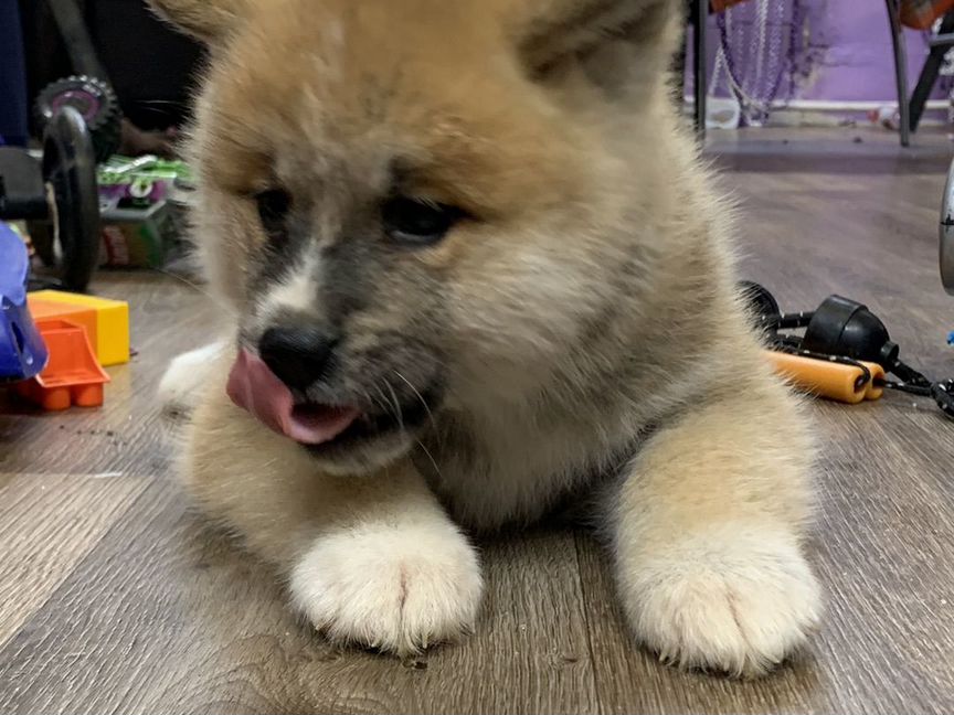 Щенки акита ину