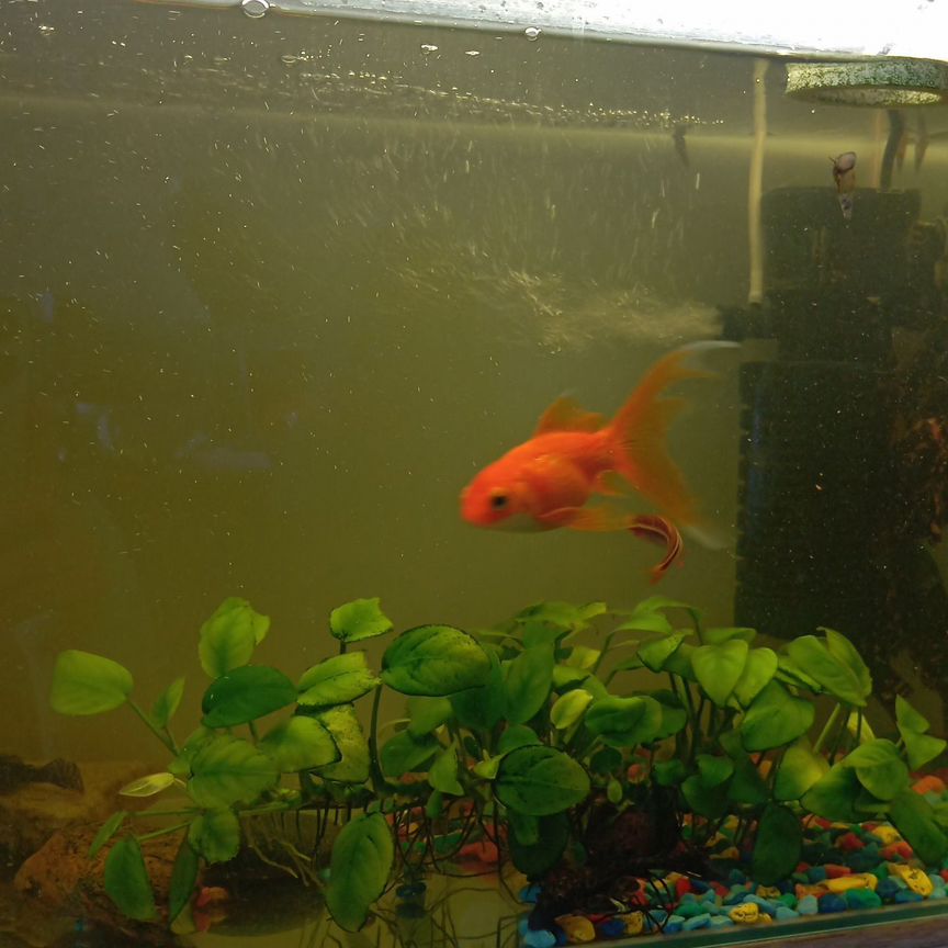 Аквариум 100л