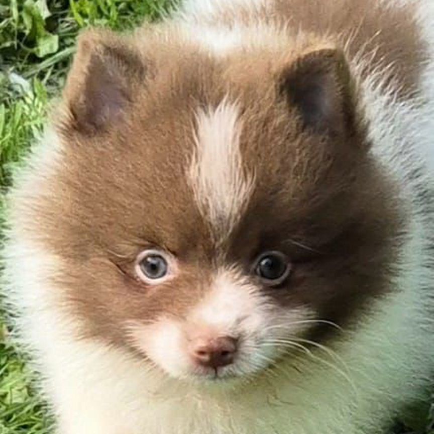 Малый Немецкий шпиц