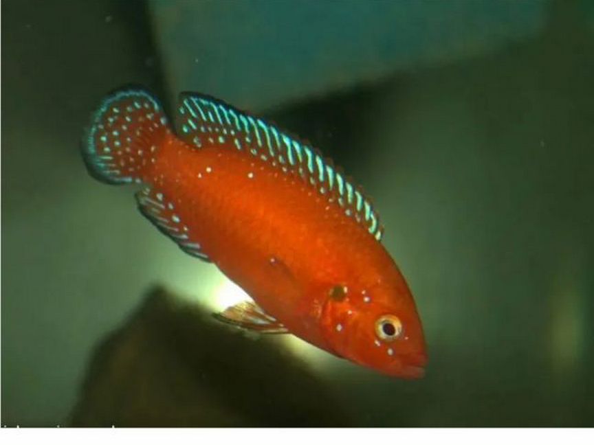 Хемихромис Эксул