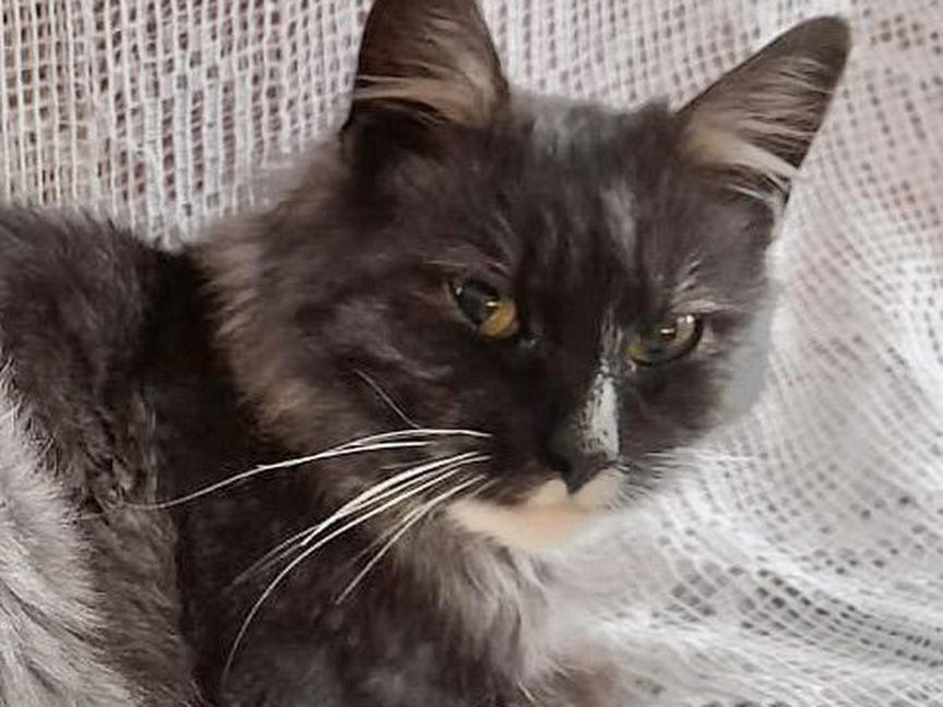 Котенок брошенный на дачах