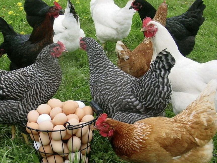 Куры несушки