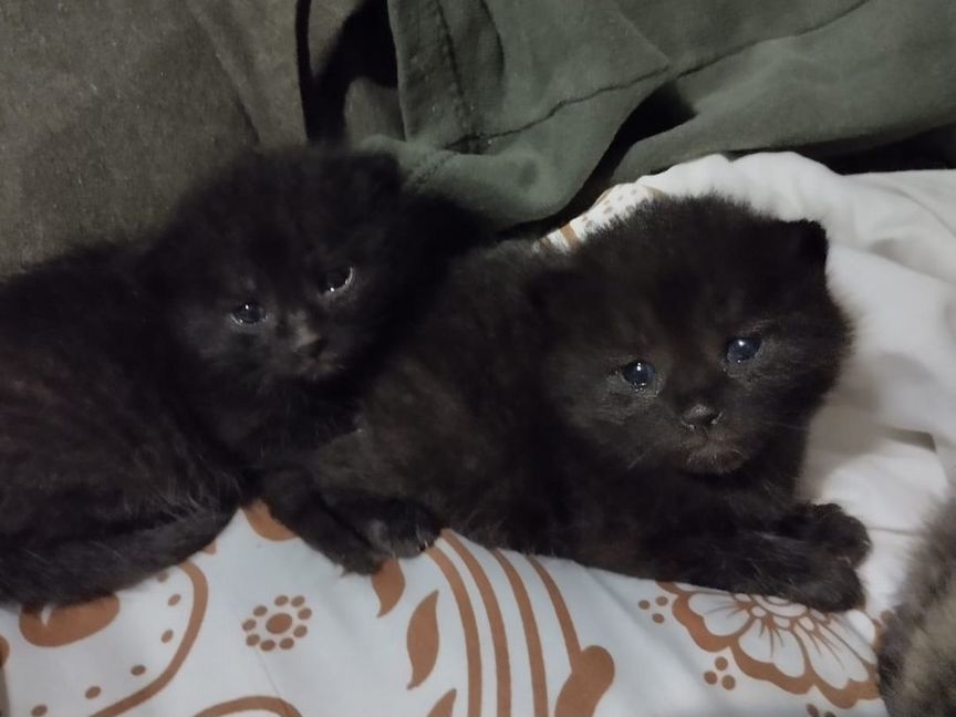 Котята бесплатно