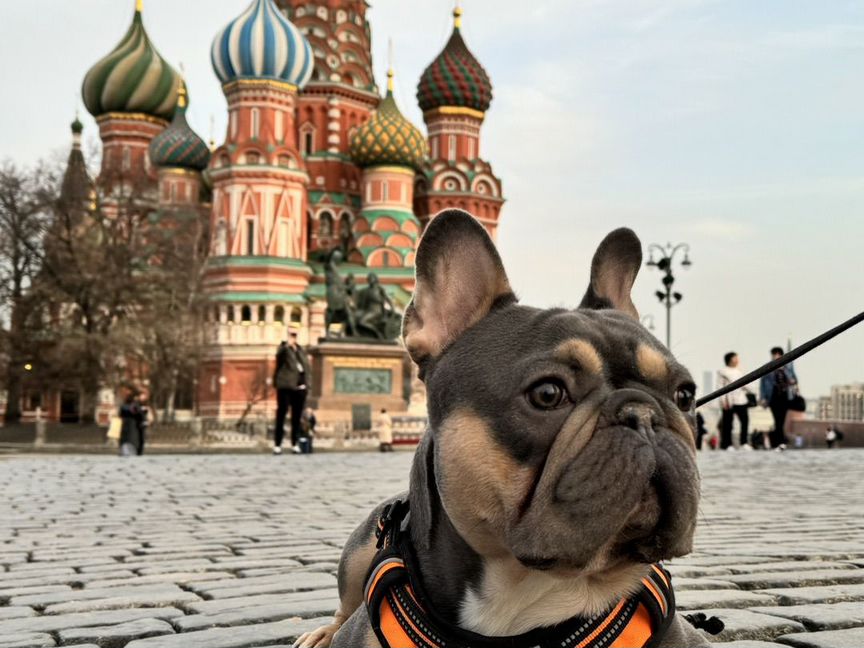 Вязка французского бульдога