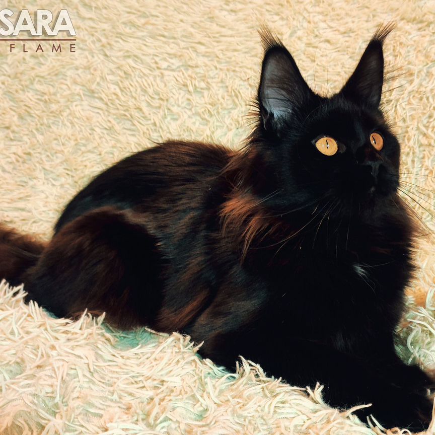 Кошечка Мейн Кун с шикарным хвостом