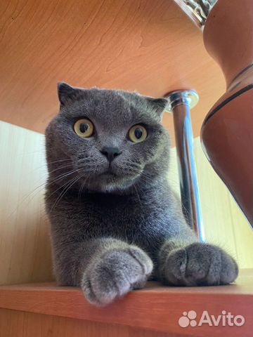 Британские котята