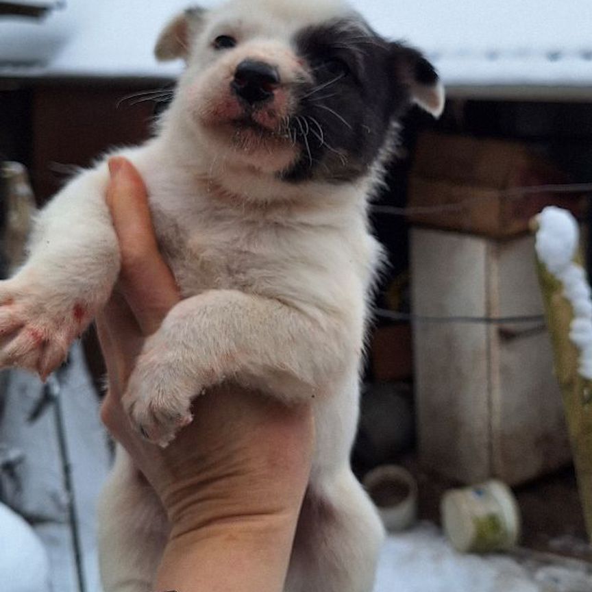 Щенок в добрые руки