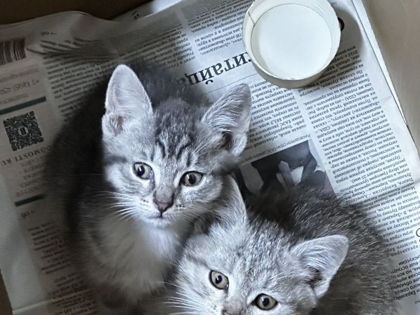 Котята в добрые руки