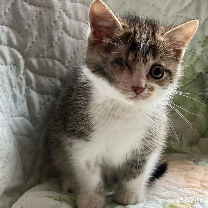 Пушистый кутузов)