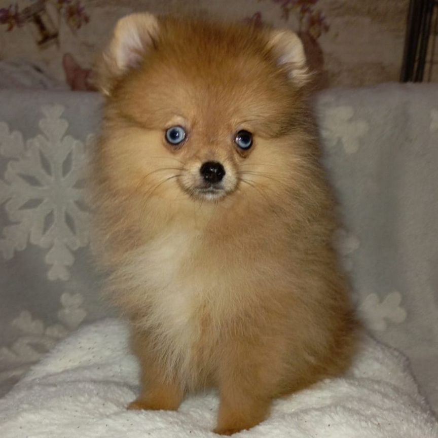 Померанский шпиц, взрослая собака