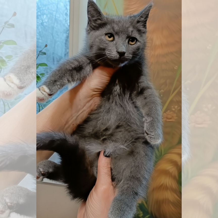 Котёнок в добрые руки