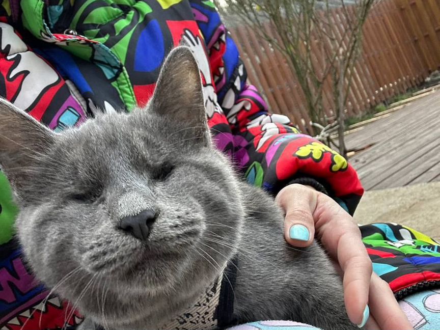 Котики ищут дом