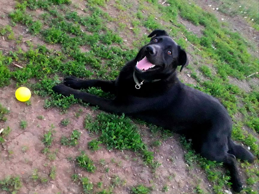 Кобель в добрые руки