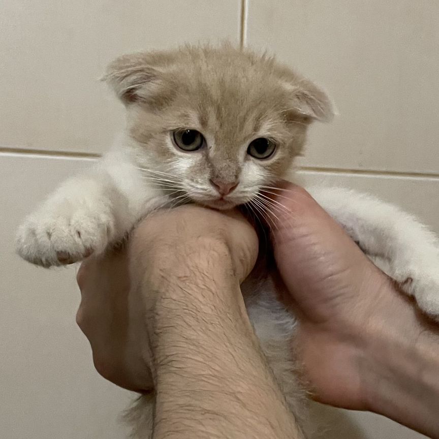 Шотландский вислоухий длинношёрстный котёнок