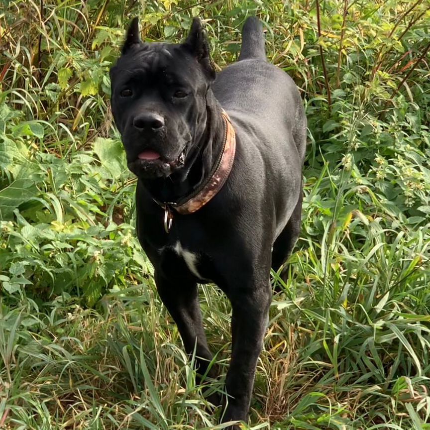 Кане-корсо, щенок