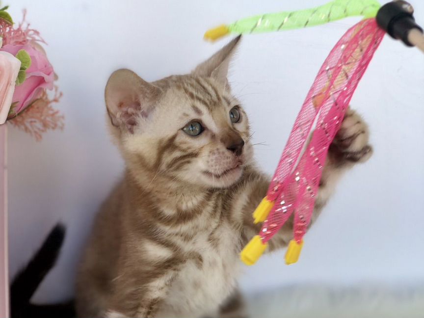 Котик с документами