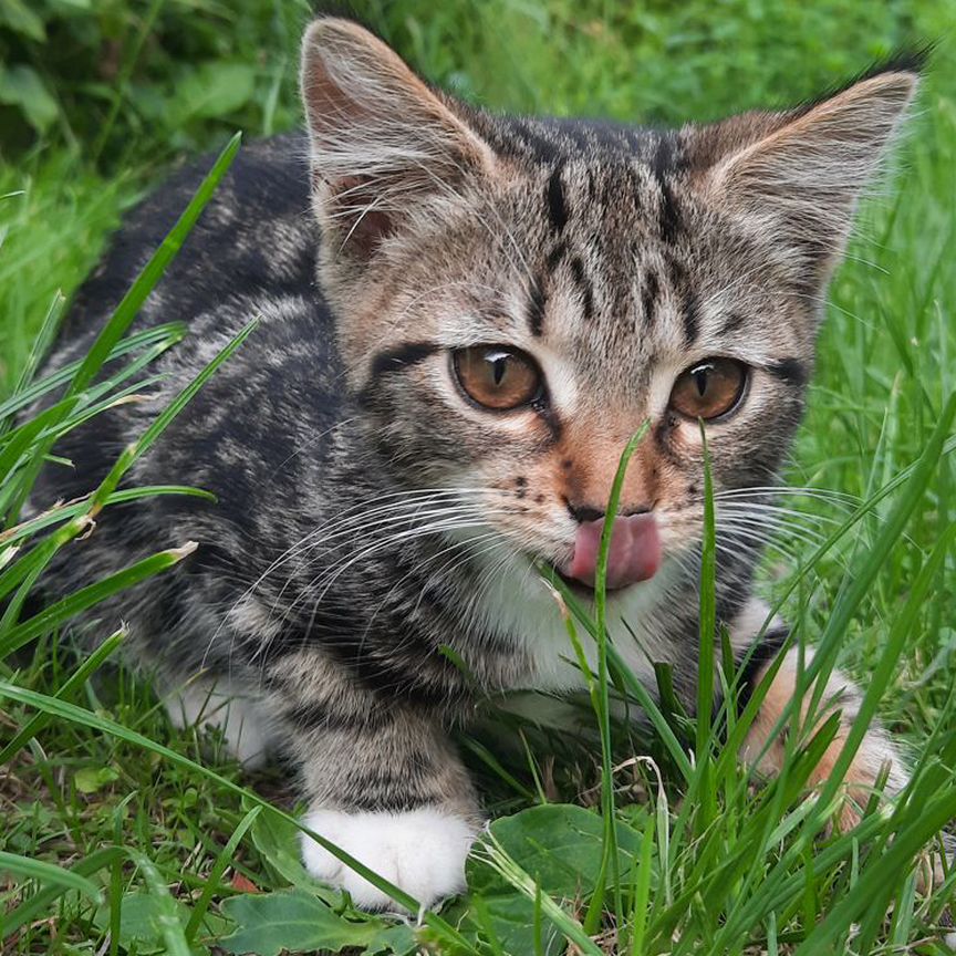 Котенок Лиля