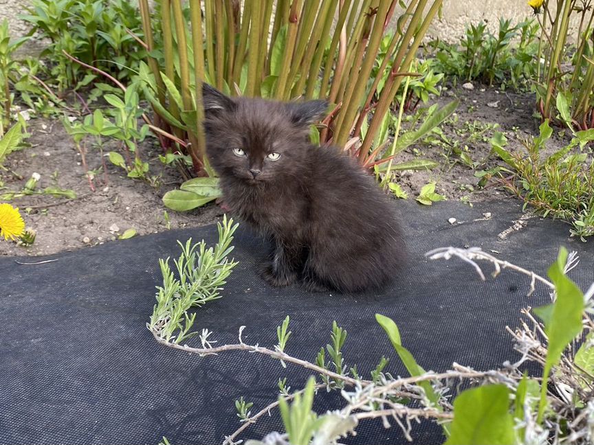 Британские вислоухие котята