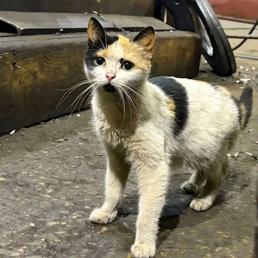 Котёнок в добрые руки