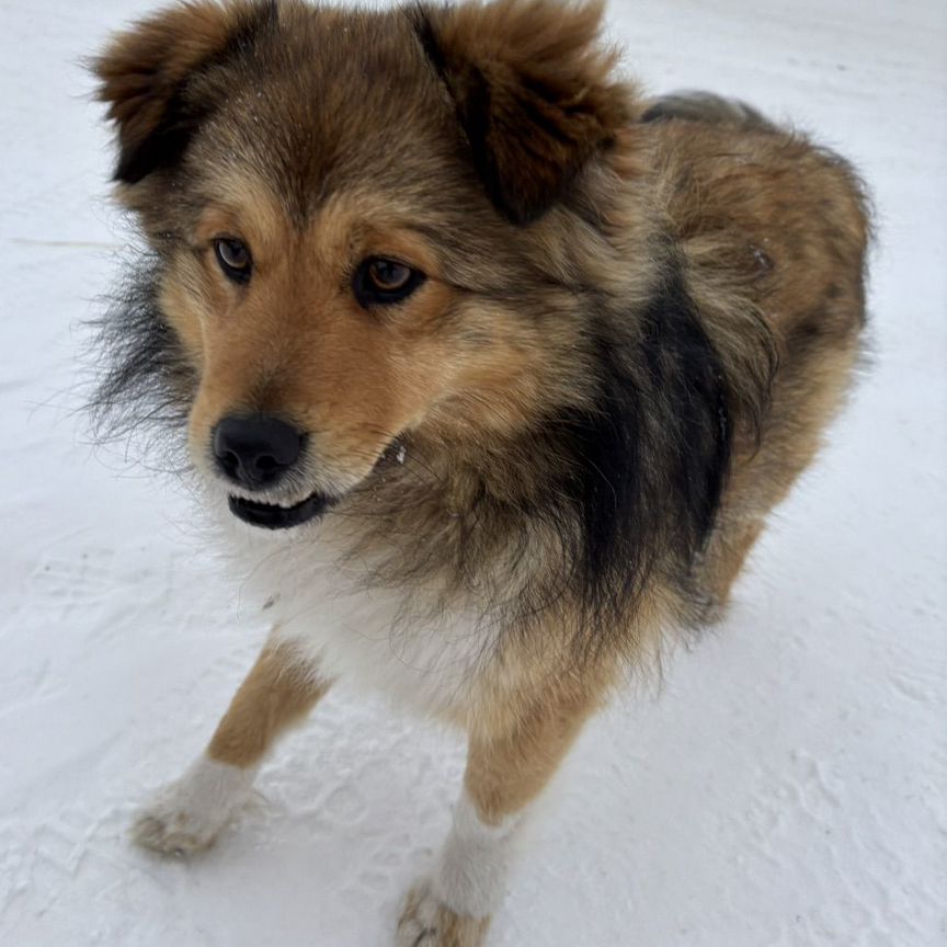 Взрослый пёс в добрые руки