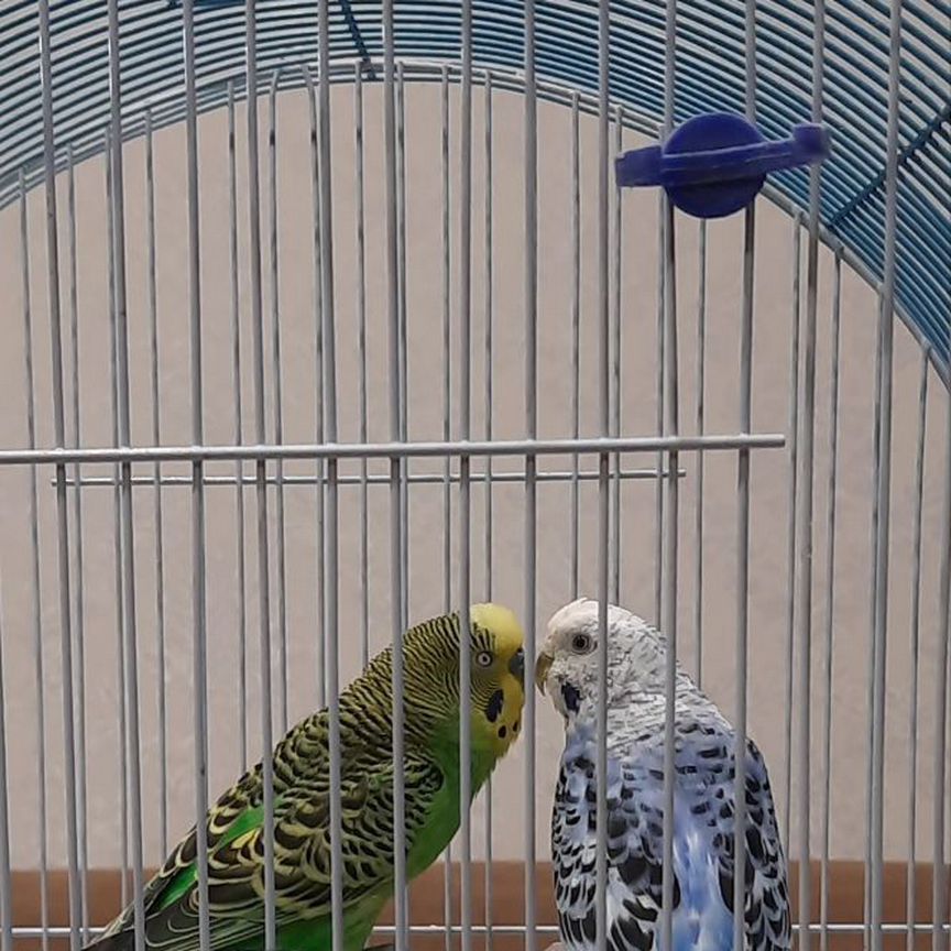 Волнистый попугай