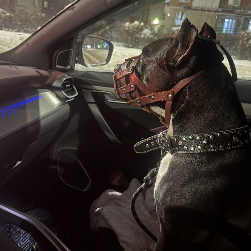 Американский стаффордширский терьер, взрослая собака