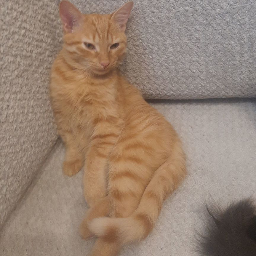 Шотландский прямоухий короткошёрстный котёнок