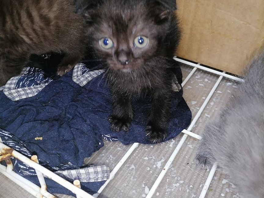 Британские котята