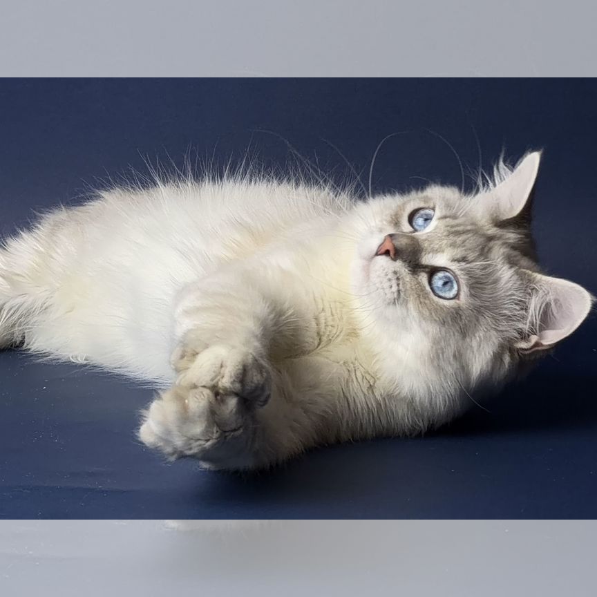 Невский маскарадный котёнок