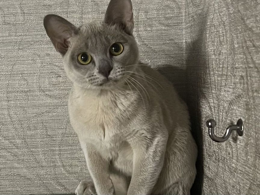 Отдам бурманскую кошку бесплатно